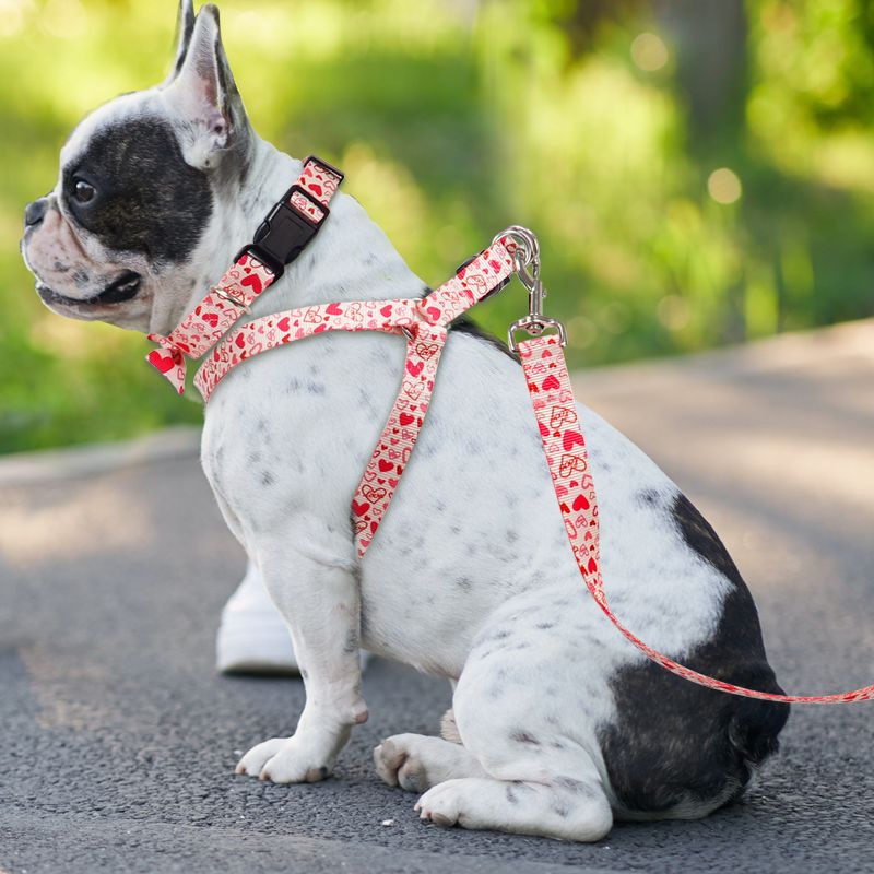 Wholesale 3-Piece Walking Dog Harness Set | OEM Manufacturer of Puppy ...