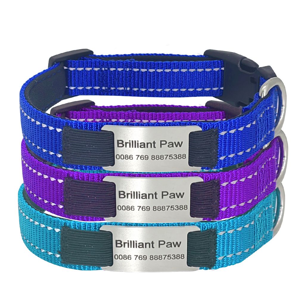 Padded Dog Collar – Custom, Durable, Fast Delivery